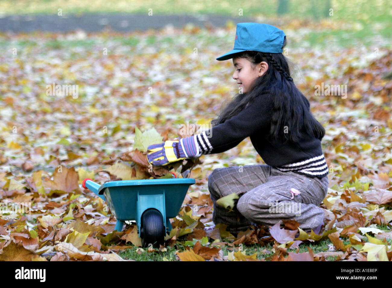 little girl collecting in a barrow autumn foliage Stock Photo - Alamy