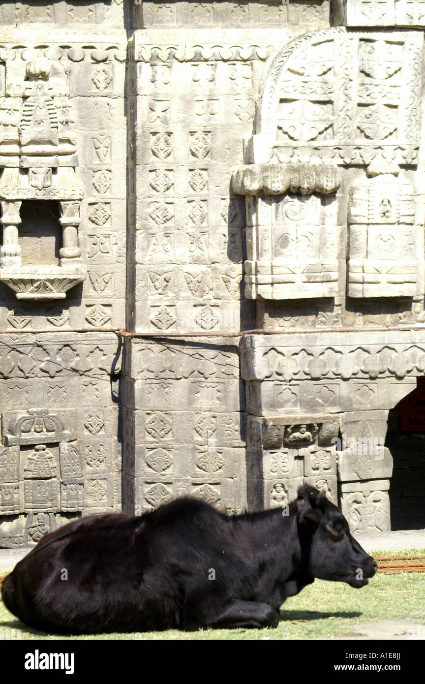 Holy hindu cow lying in front of hindu temple in Manikaran, Indian ...