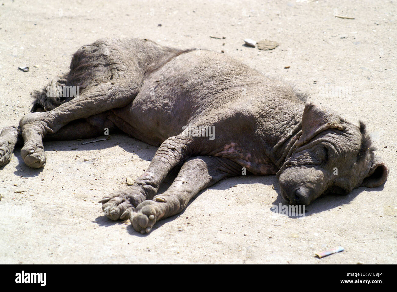 Dog Corpse High Resolution Stock Photography and Images - Alamy