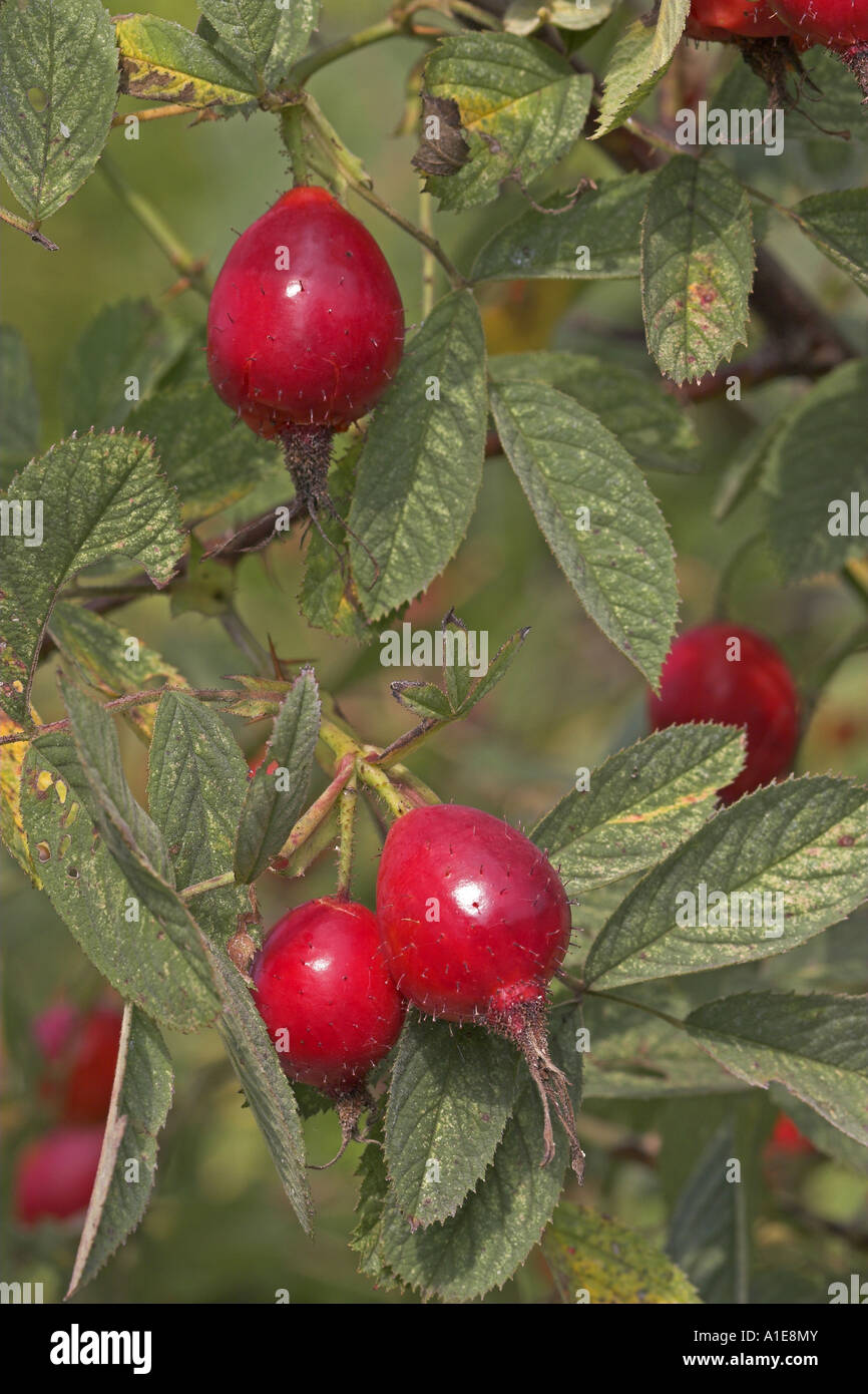 downy rose (Rosa villosa), fruits Stock Photo - Alamy