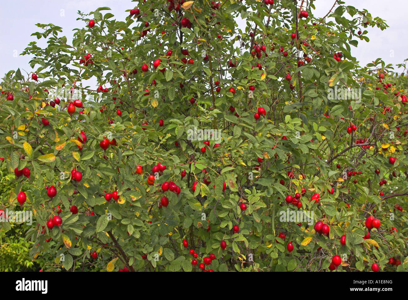 downy rose (Rosa villosa), fruits Stock Photo - Alamy