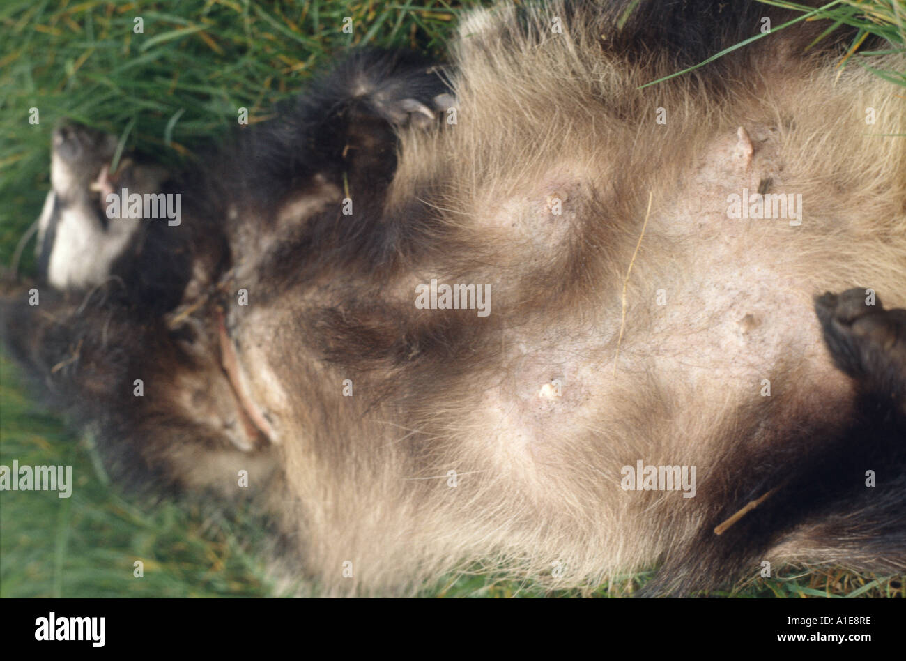 Dead badger caught in snare trap Stock Photo - Alamy
