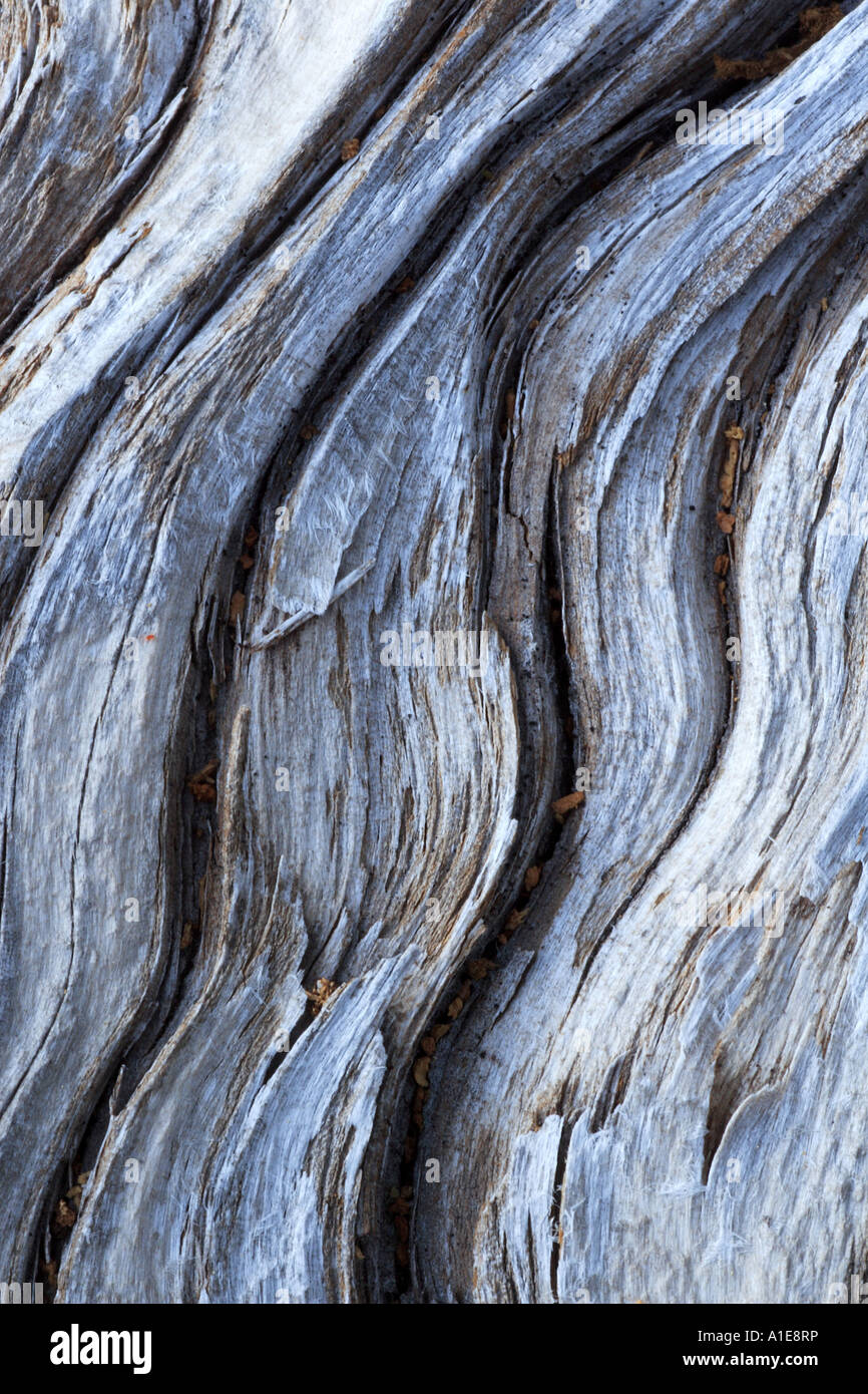 old tree; close up, USA, Washington, Mt. Ranier National Park Stock ...