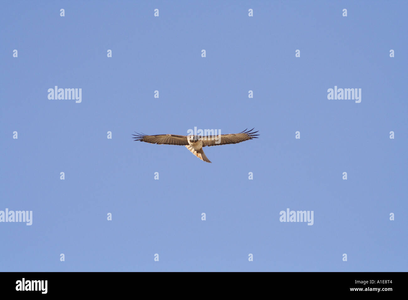 Nice hawk hi-res stock photography and images - Alamy