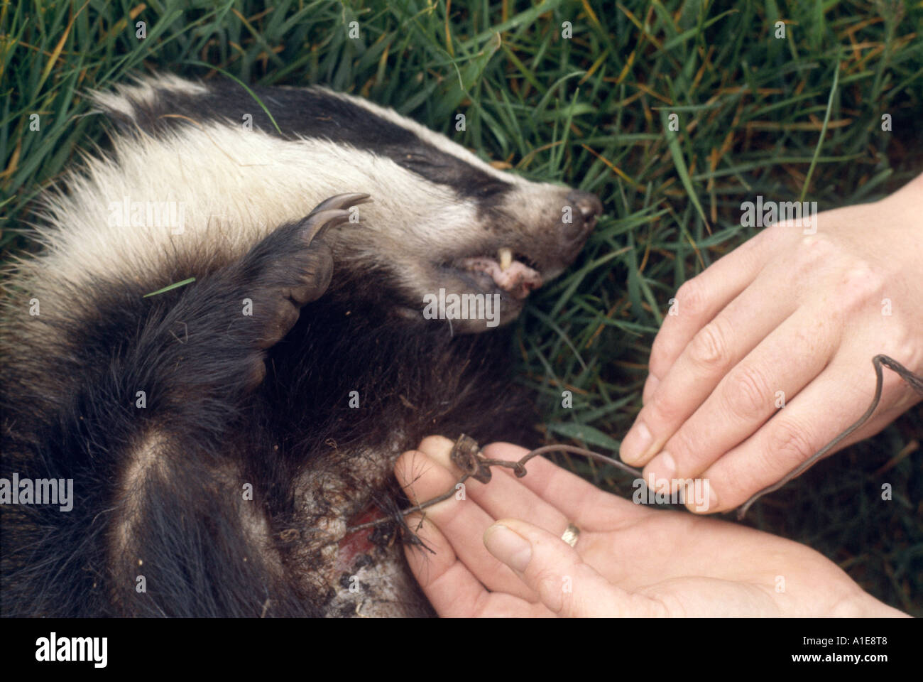 Badger trap hi-res stock photography and images - Alamy