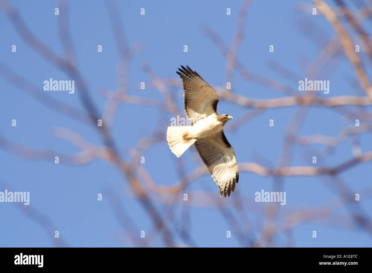 Hawk. birds of prey Stock Photo - Alamy