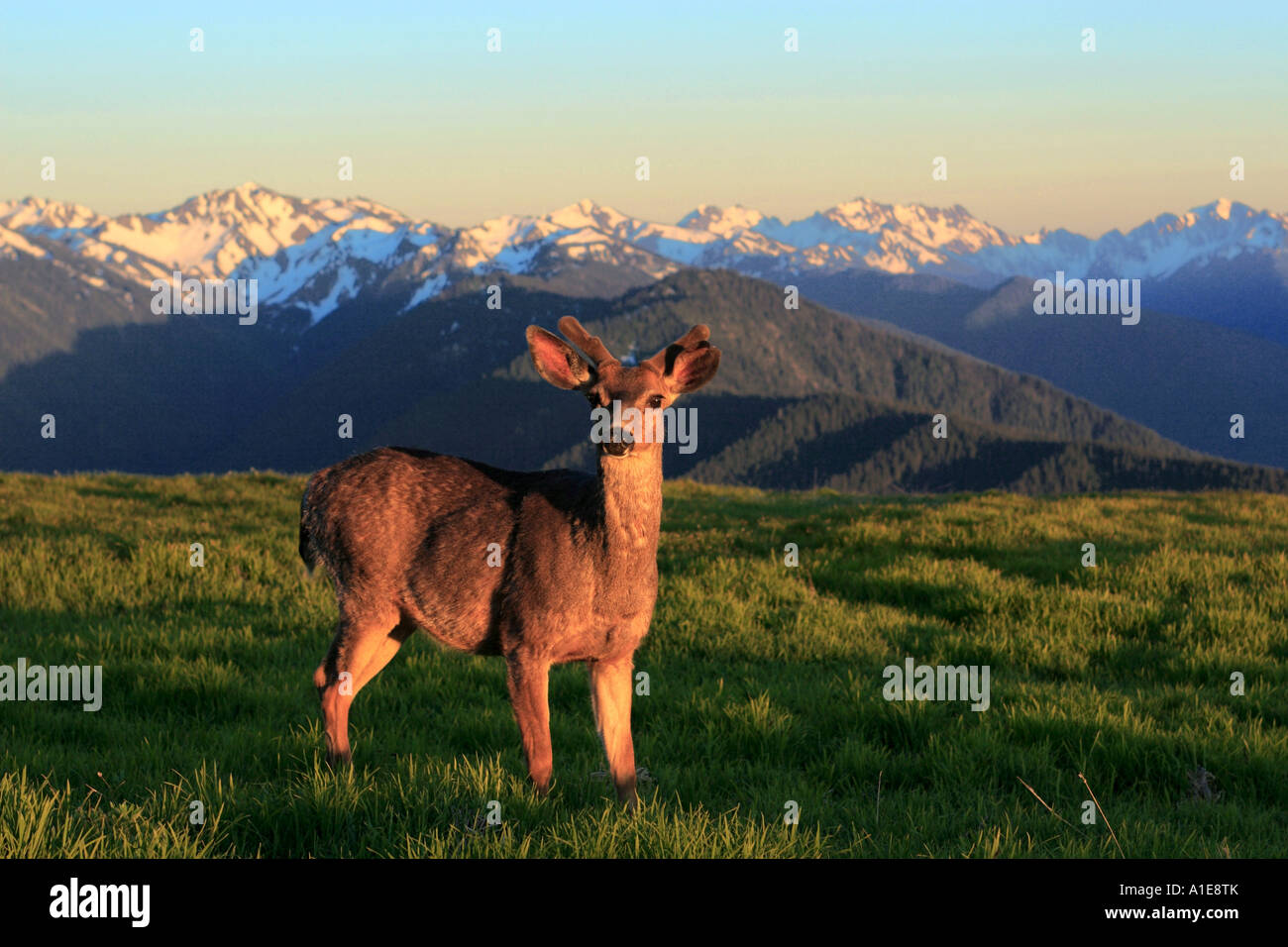 Blacktail Deer Range