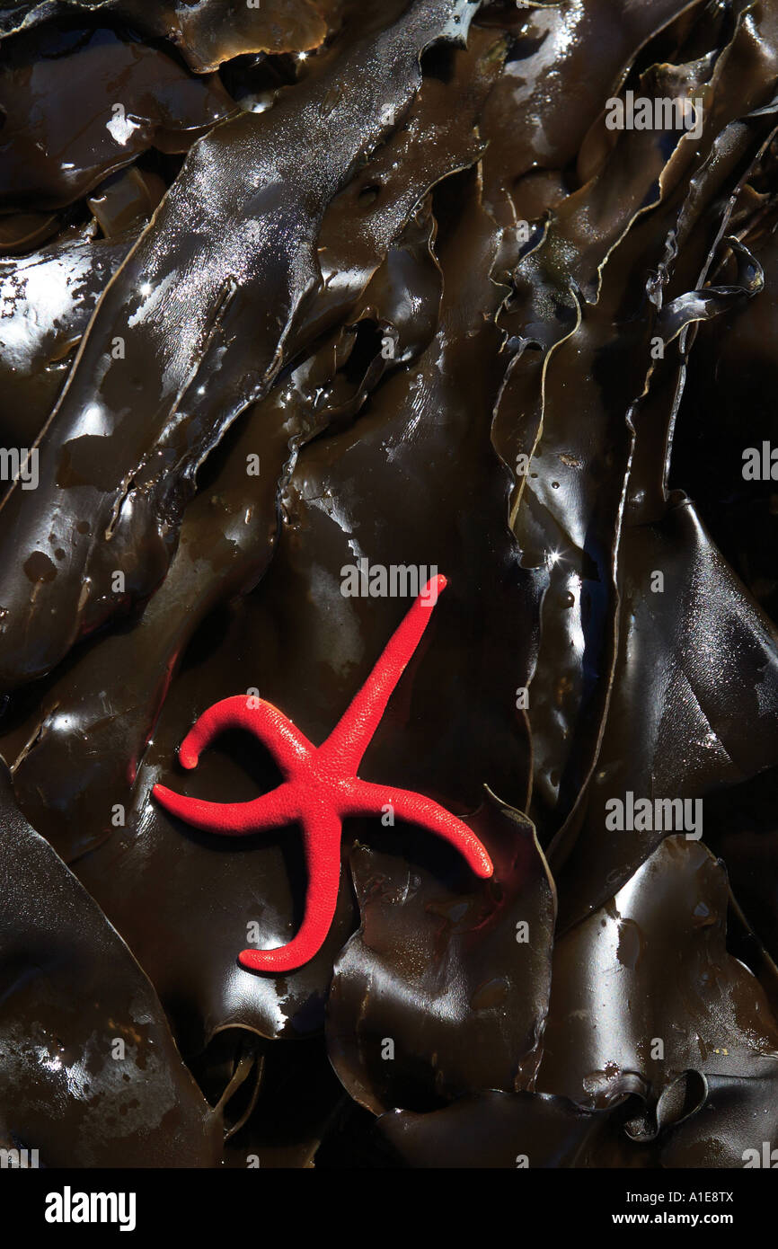 blood star, northern henricia (Henricia sanguinolenta, Henricia ...