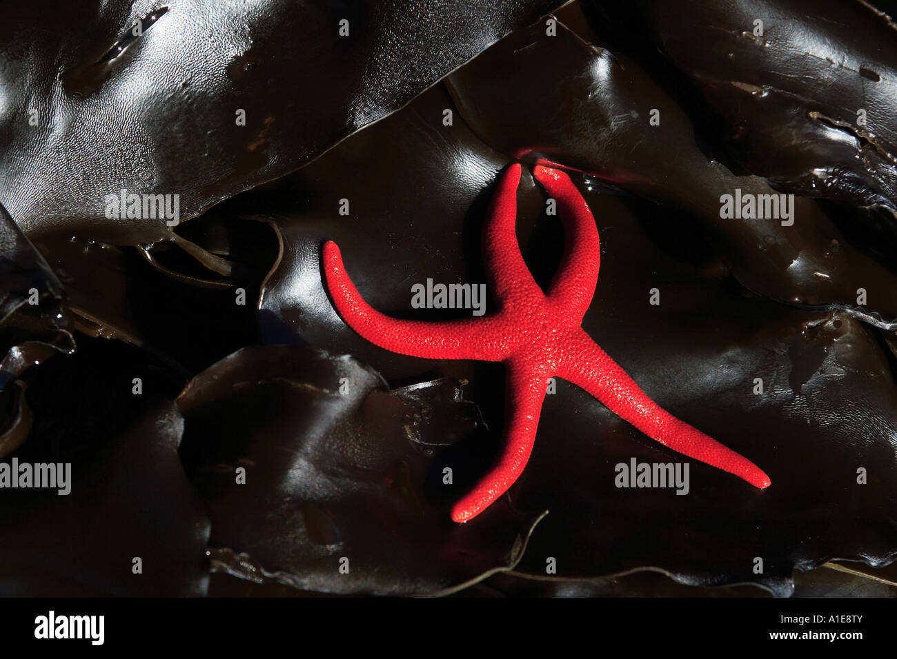 blood star, northern henricia (Henricia sanguinolenta, Henricia ...