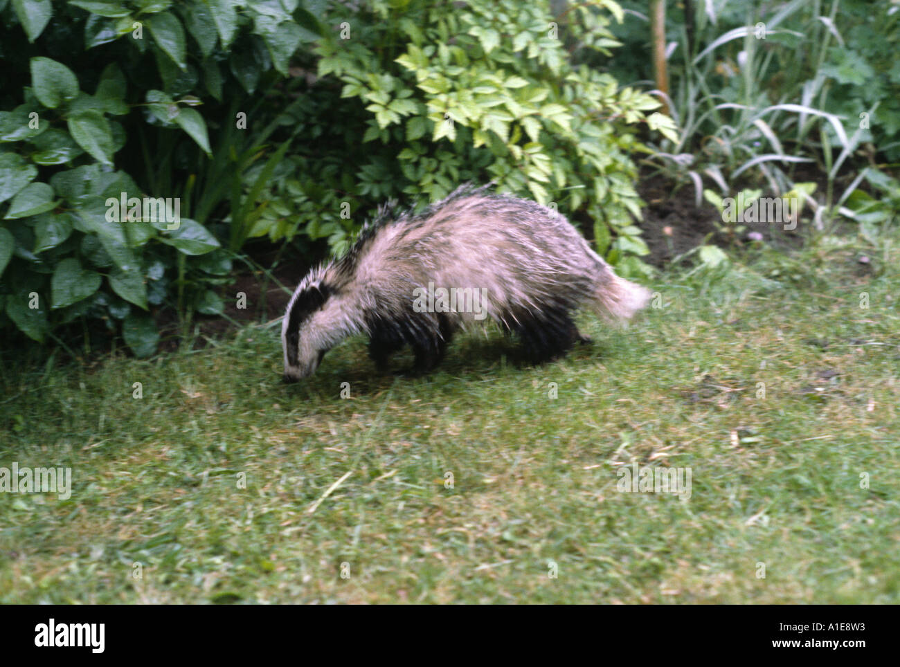 Badger garden hi-res stock photography and images - Alamy