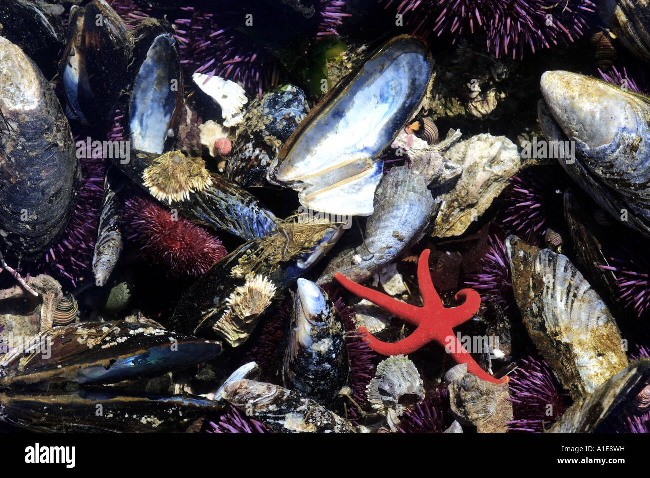Remarkable bivalves hi-res stock photography and images - Alamy