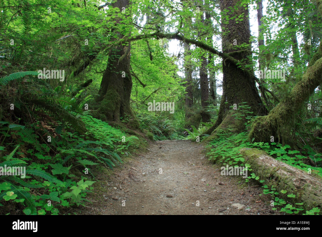 pathway through the rain forest, USA, Washington, Olympic National Park ...