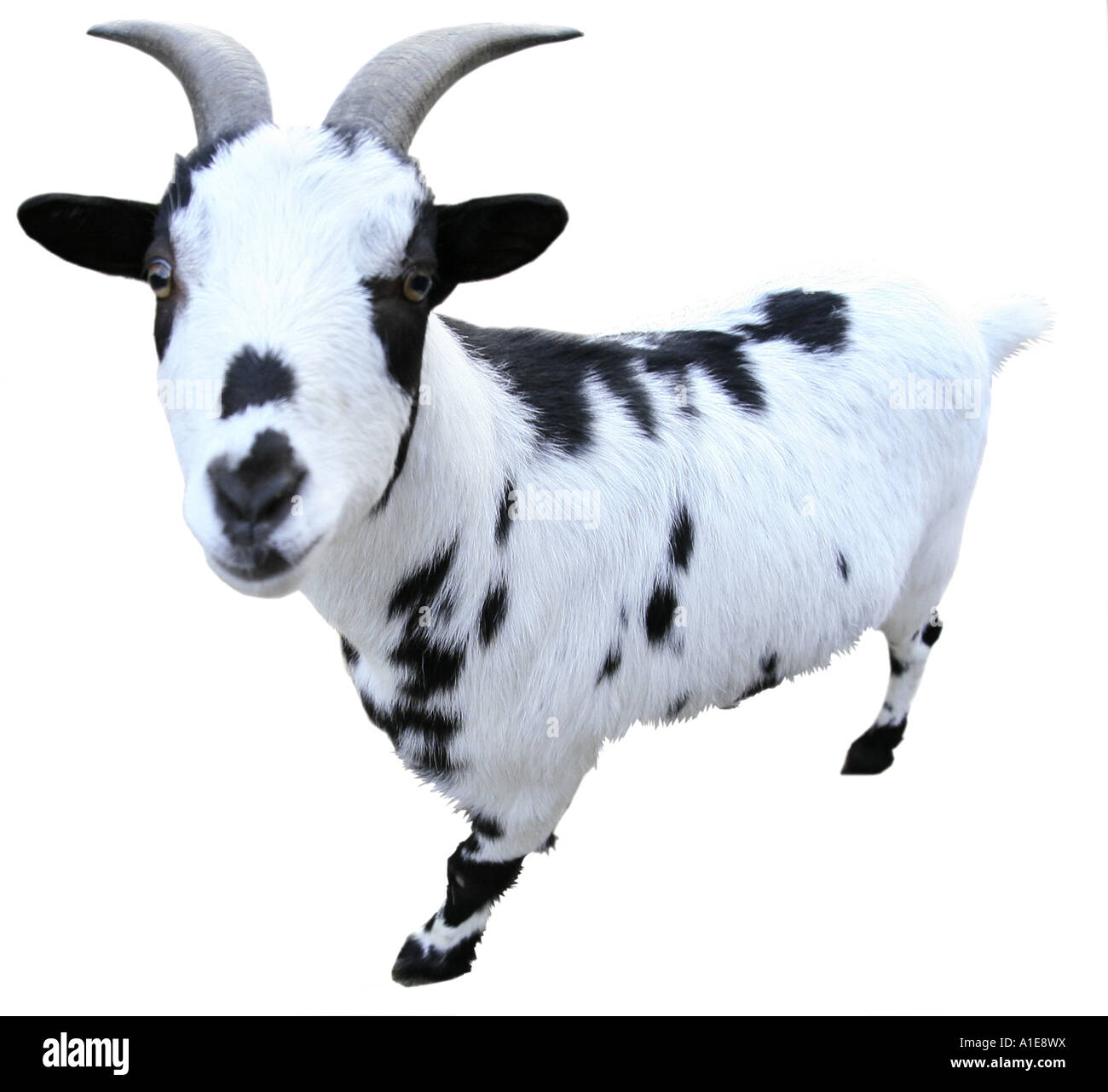 domestic goat (Capra hircus), portrait Stock Photo - Alamy