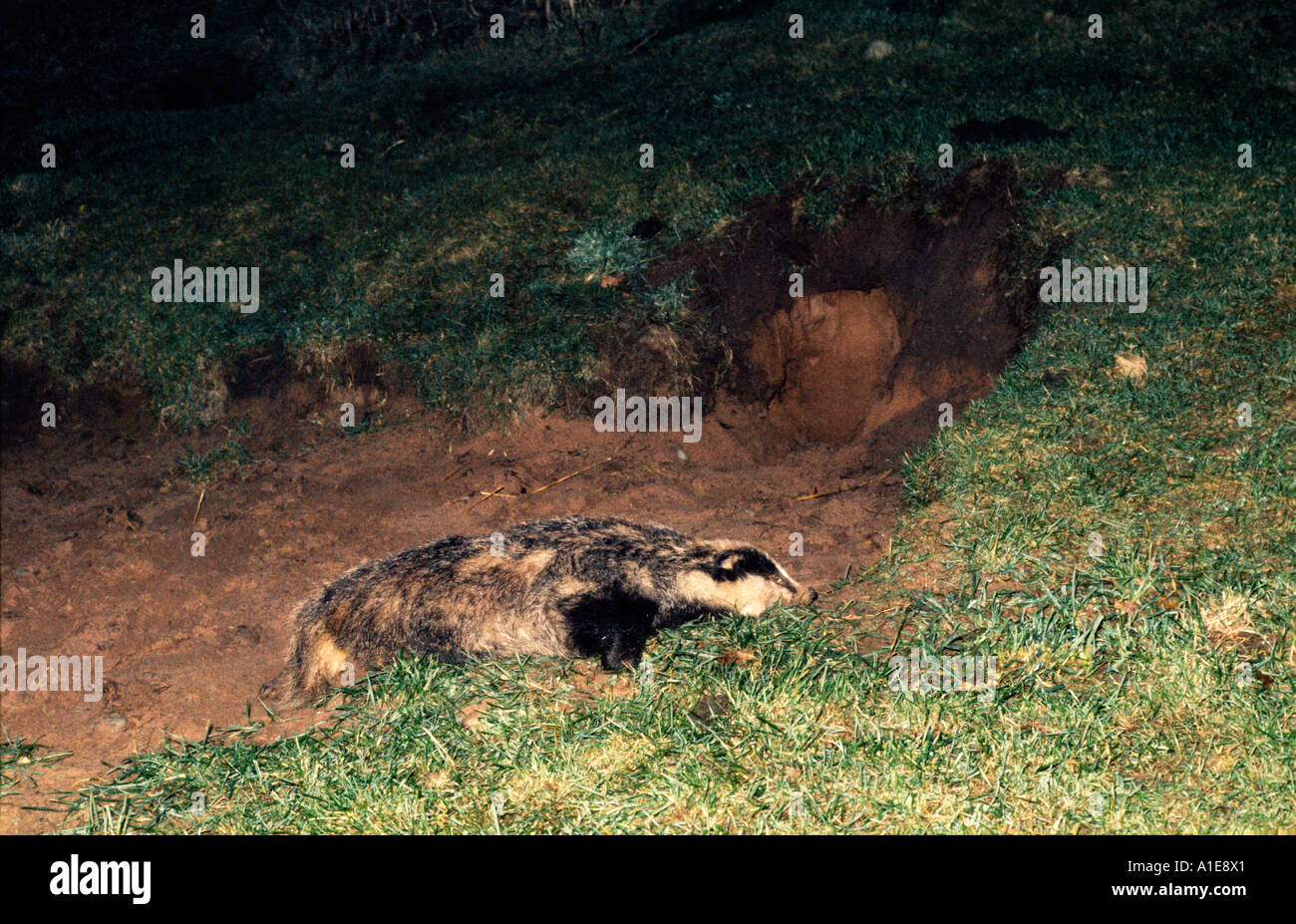 Dead badger lying outside a badger sett Stock Photo - Alamy