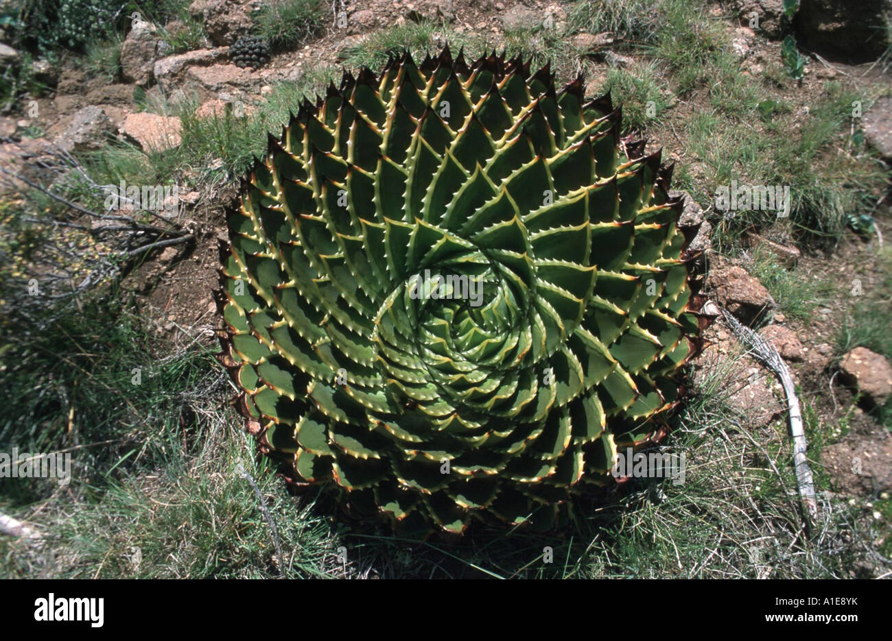 spiral aloe (Aloe polyphylla), plant at wild place, Lesotho, Semonkong ...