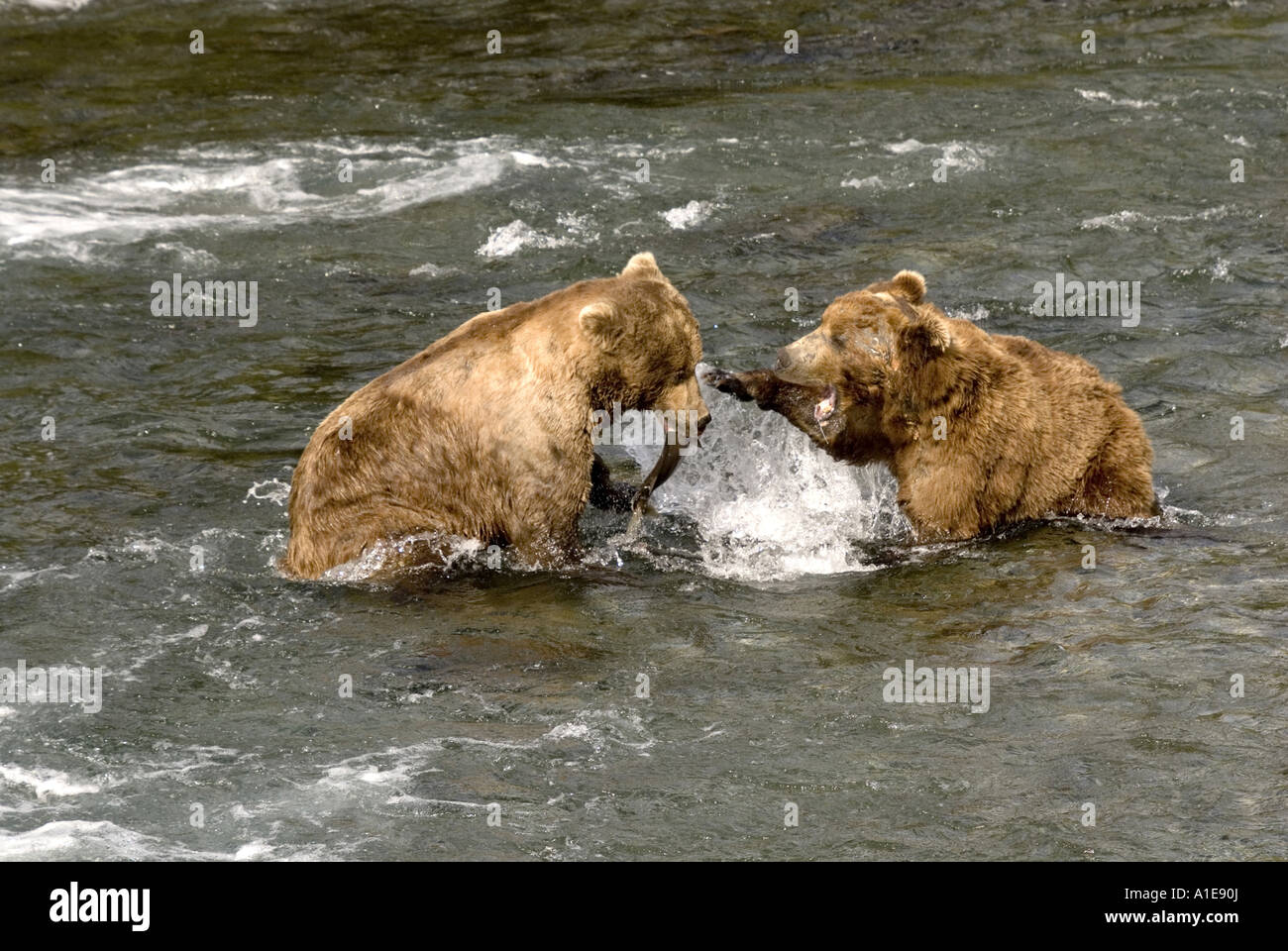 Angry bear running hi-res stock photography and images - Alamy