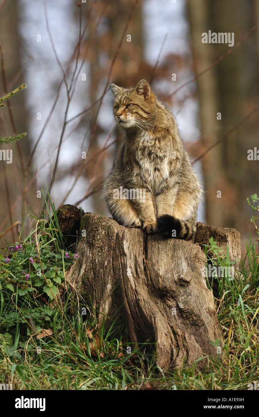 European wildcat, forest wildcat (Felis silvestris silvestris), sitting ...