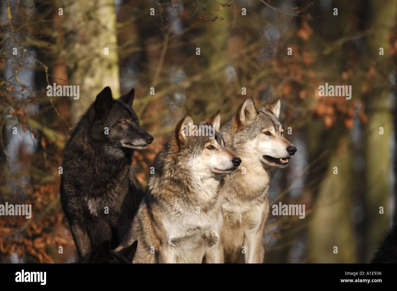 timber wolf (Canis lupus lycaon), portrait of three wolves; two fawn ...