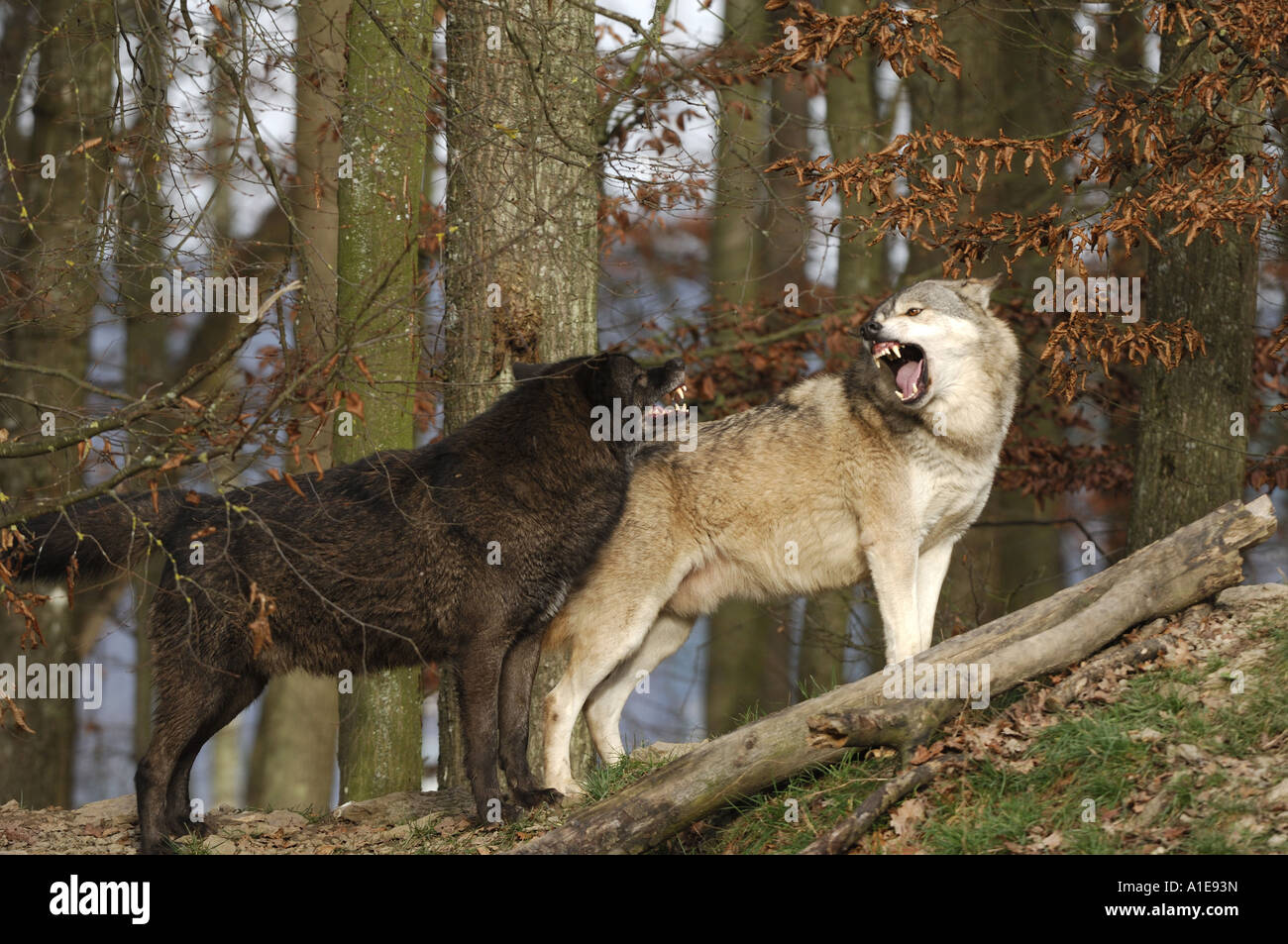 timber wolf (Canis lupus lycaon), threatening Stock Photo - Alamy