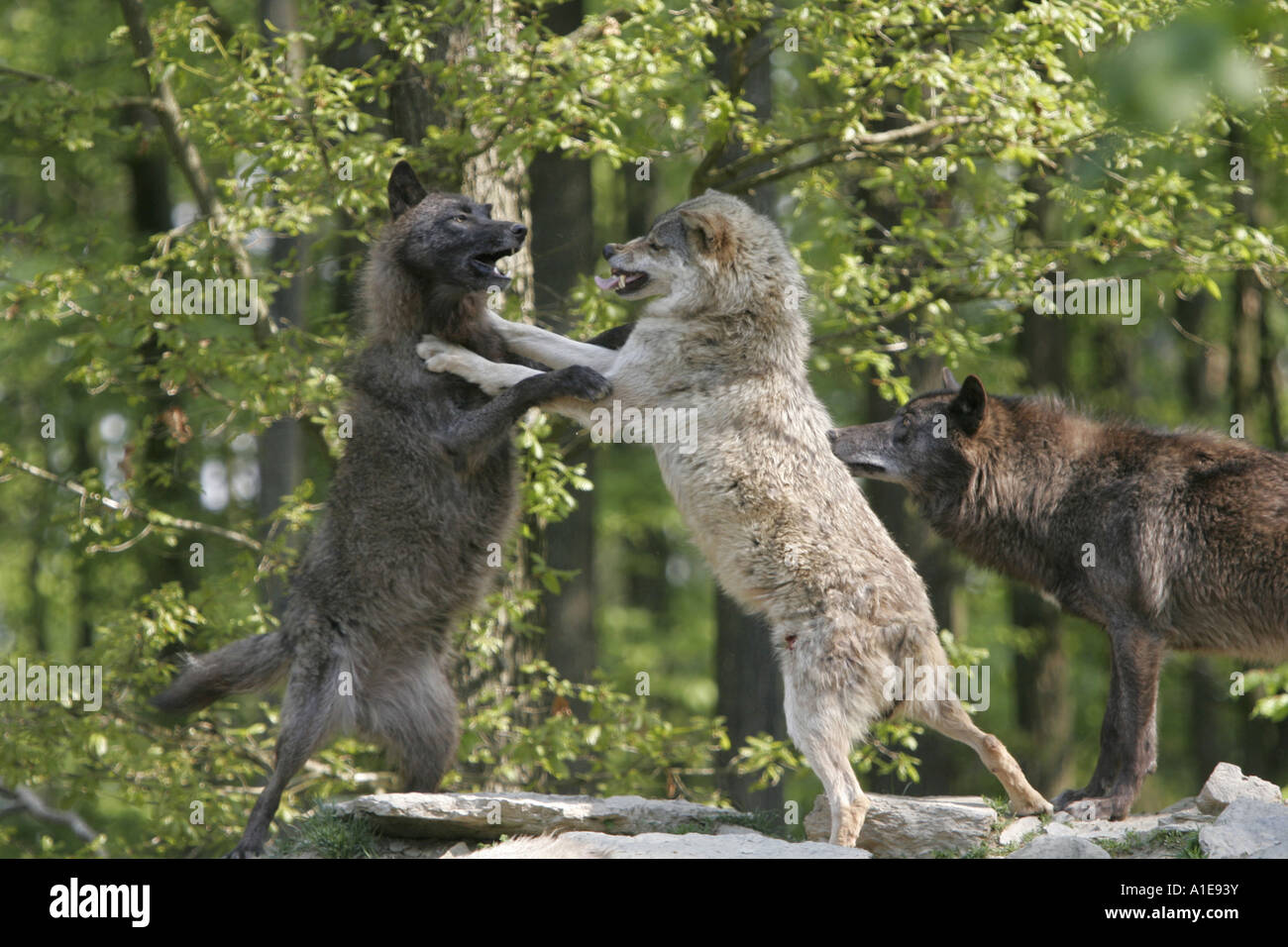 European gray wolf (Canis lupus lupus), disputing wolves Stock Photo ...