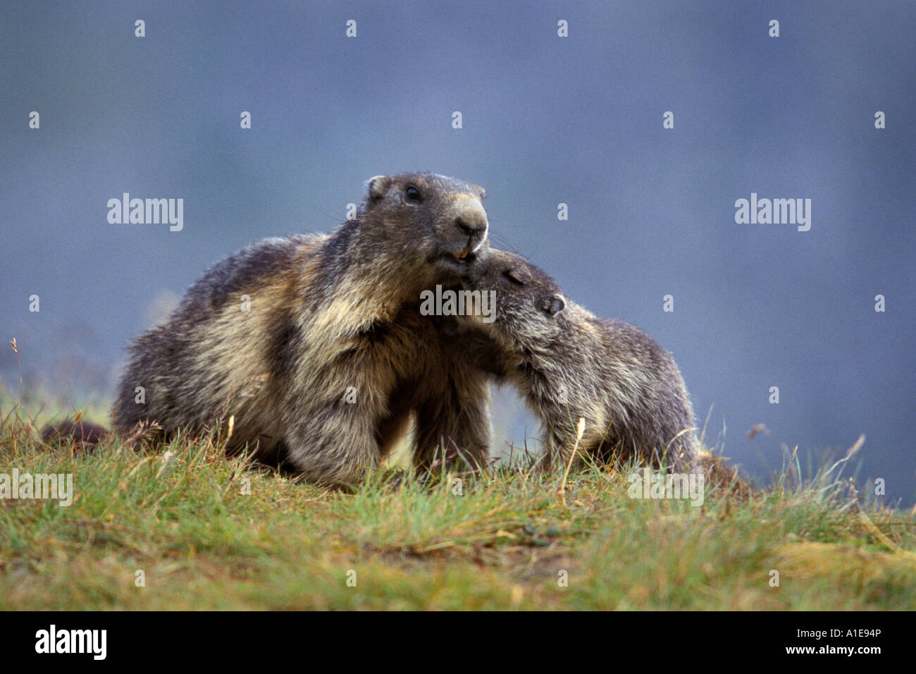 alpine marmot (Marmota marmota), youngs and adult, Austria, Grossglockner Stock Photo - Alamy
