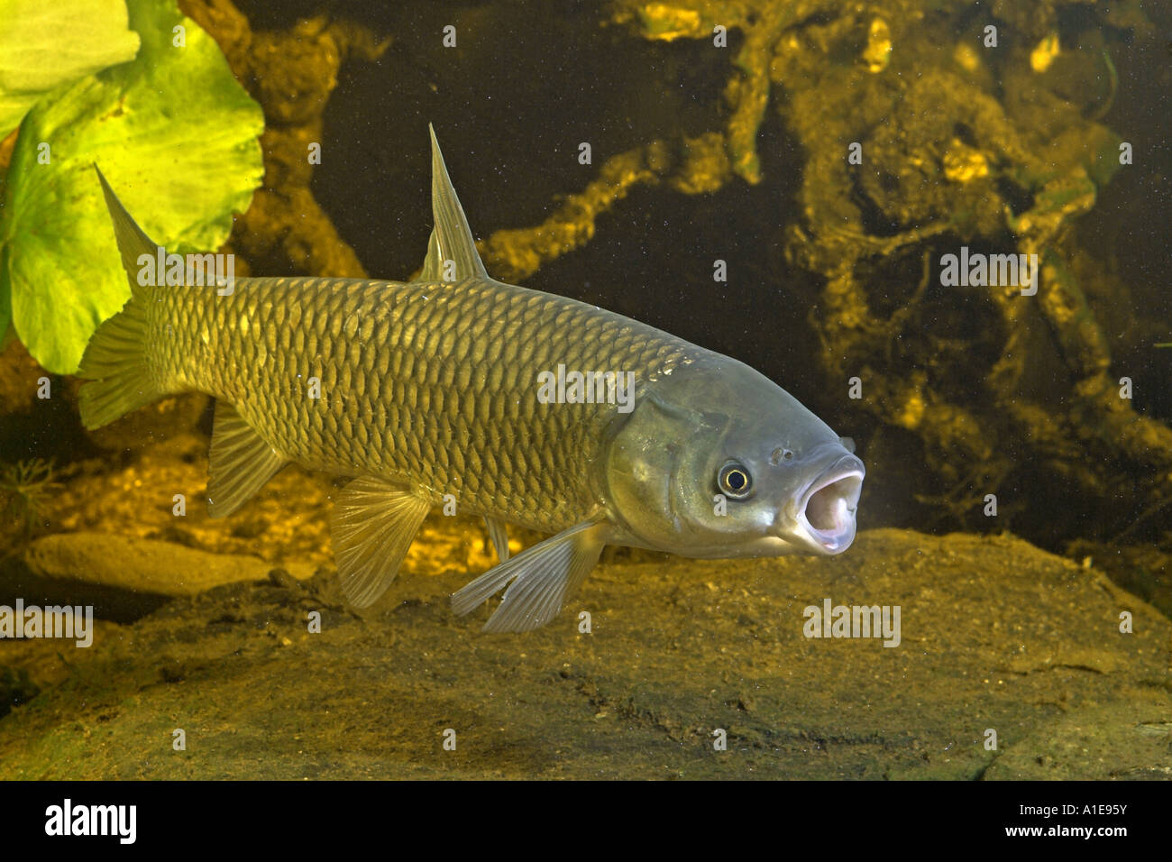 grass carp (Ctenopharyngodon idella), with open mouth Stock Photo - Alamy