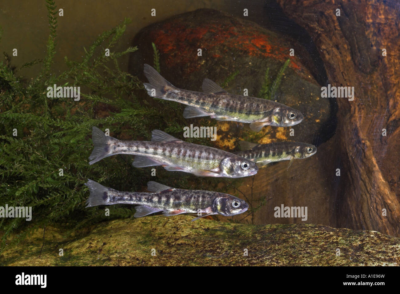 minnow, Eurasian minnow (Phoxinus phoxinus), four individuals Stock ...