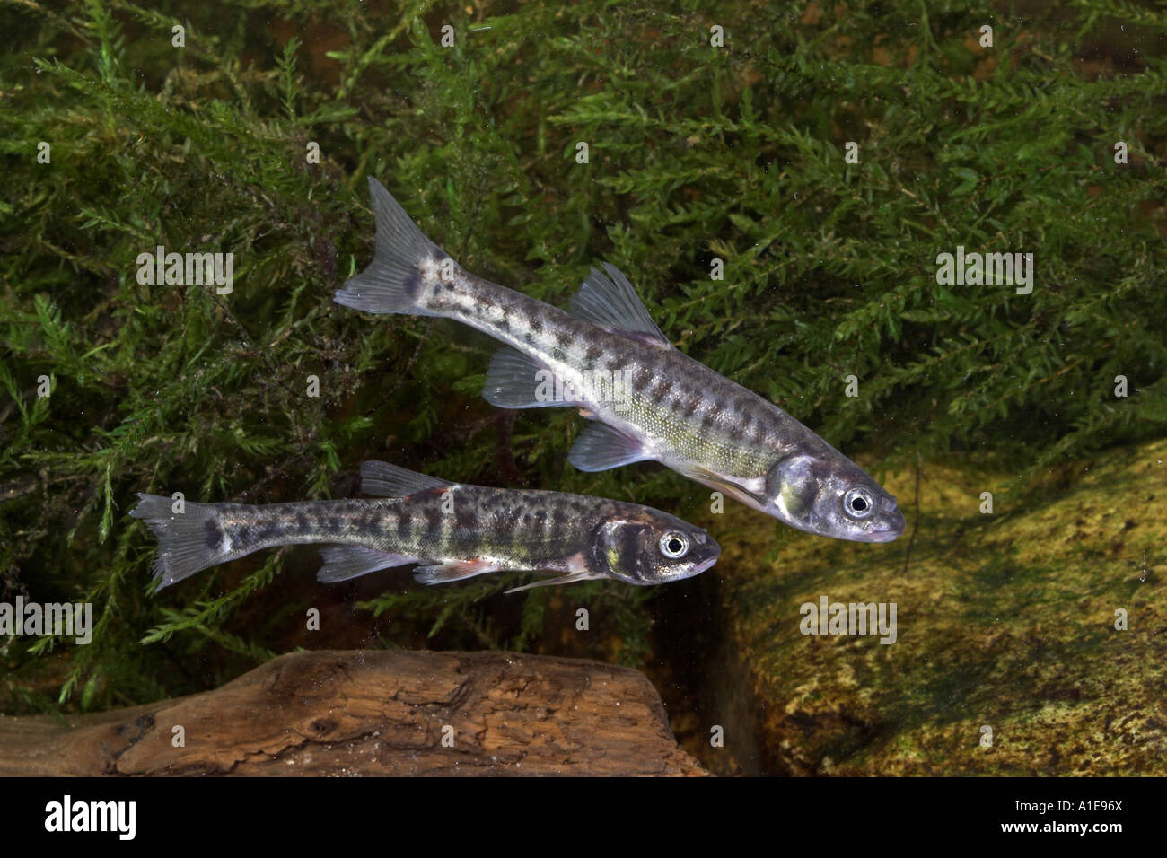 minnow, Eurasian minnow (Phoxinus phoxinus), two individuals Stock ...