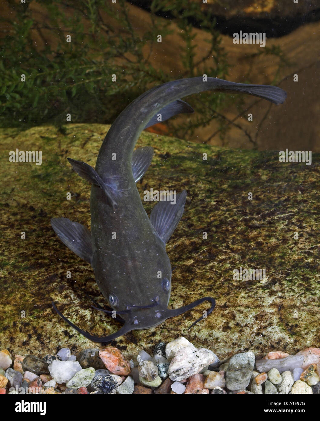 horned pout, American catfish, brown bullhead, speckled catfish ...