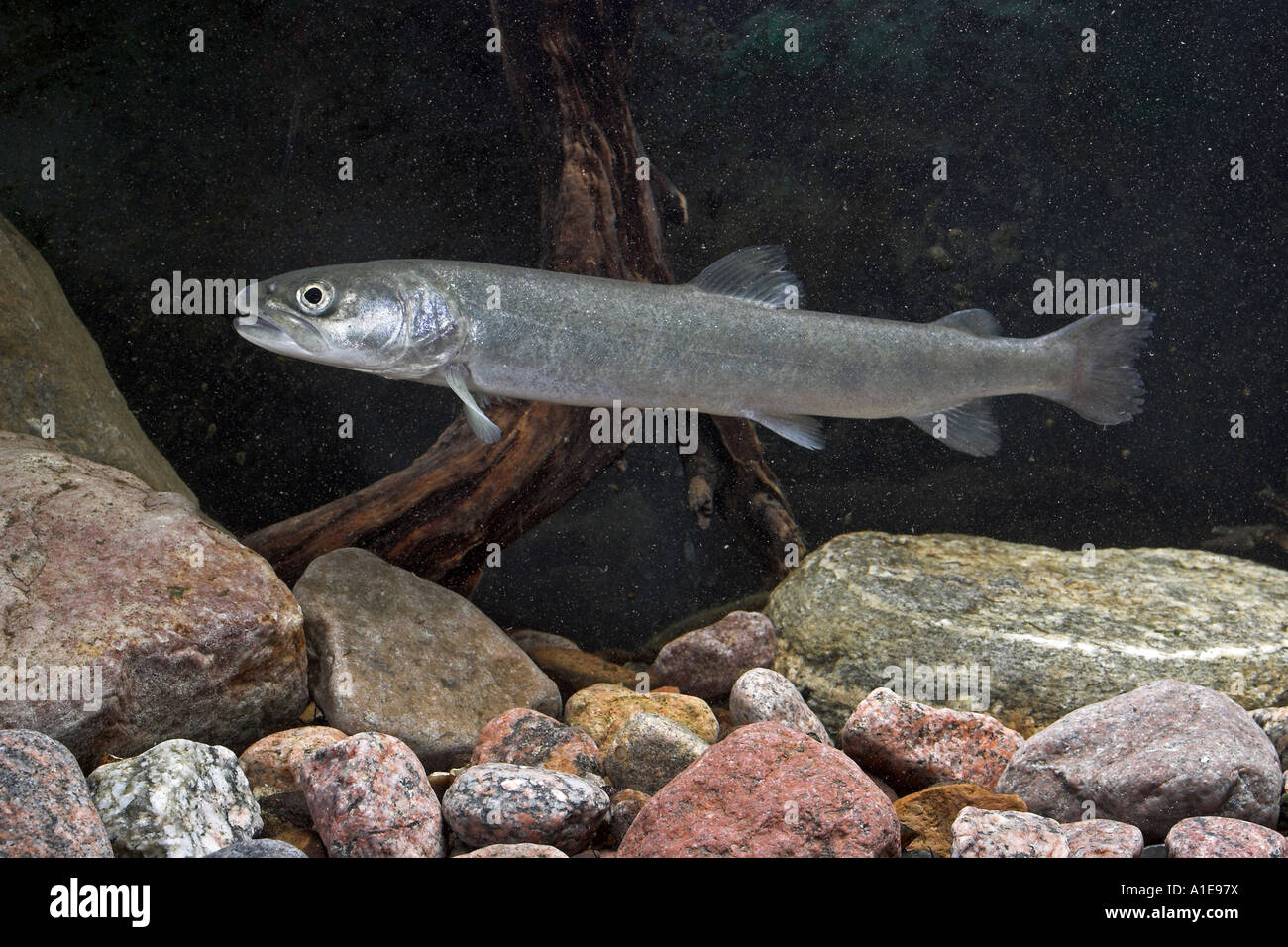 Danube salmon, huchen (Hucho hucho Stock Photo - Alamy