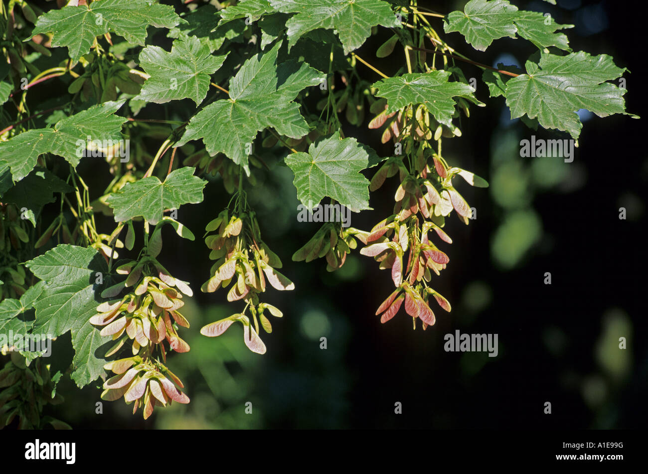 sycamore maple, great maple (Acer pseudoplatanus), fruits Stock Photo ... sycamore maple, great maple (Acer pseudoplatanus), fruits Stock Photo ...