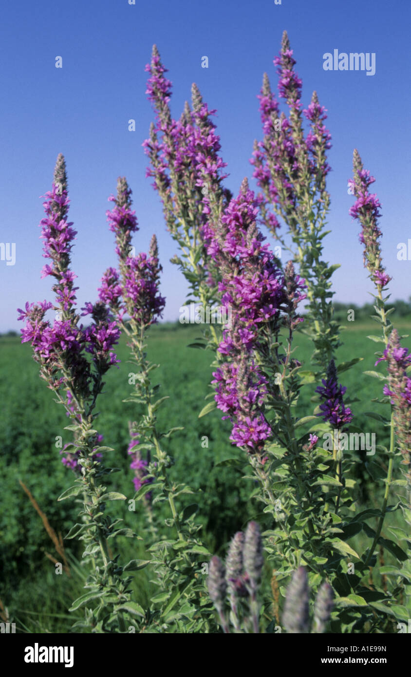 purple loosestrife, spiked loosestrife (Lythrum salicaria), blooming ...