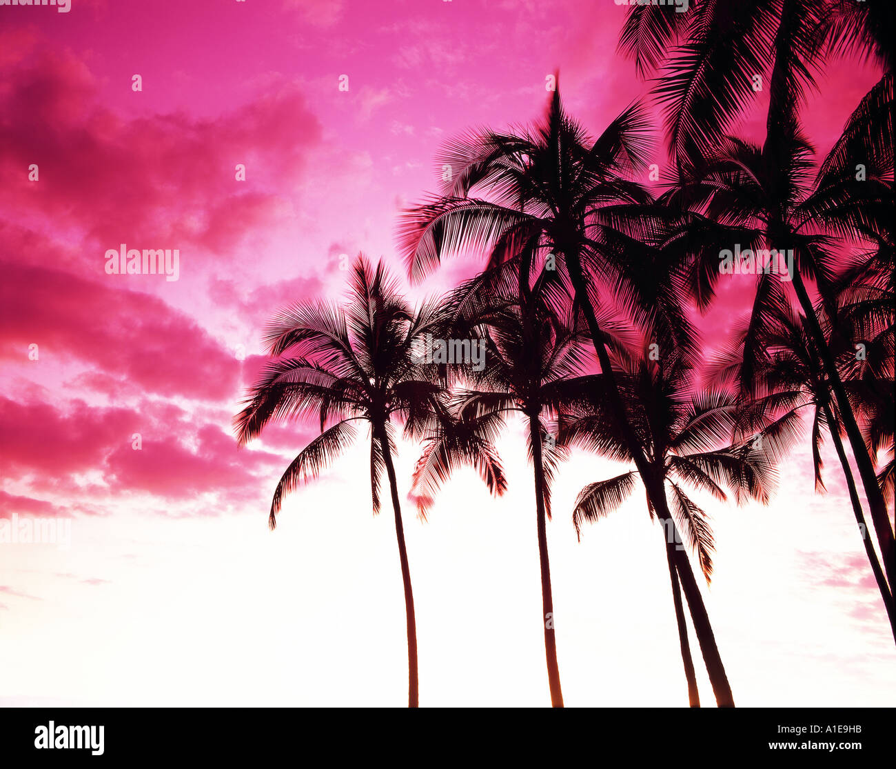 Palm trees sunset tropical hi-res stock photography and images - Alamy