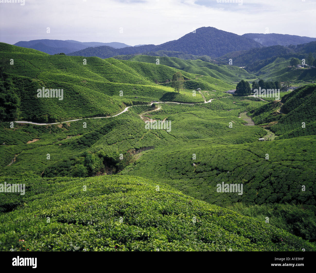 Tea estate at Cameron Highlands in central Malaysia Stock Photo - Alamy