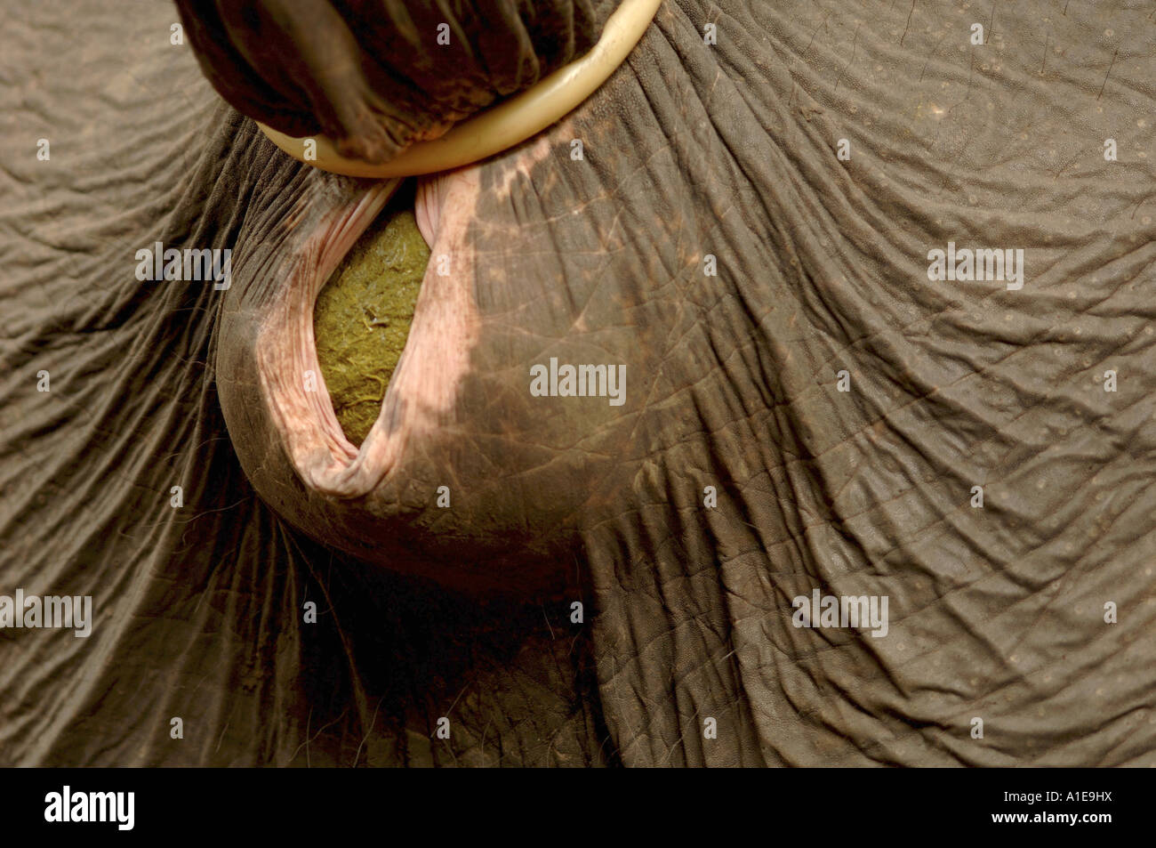 Indian elephant (Elephas maximus indicus, Elephas maximus bengalensis ...