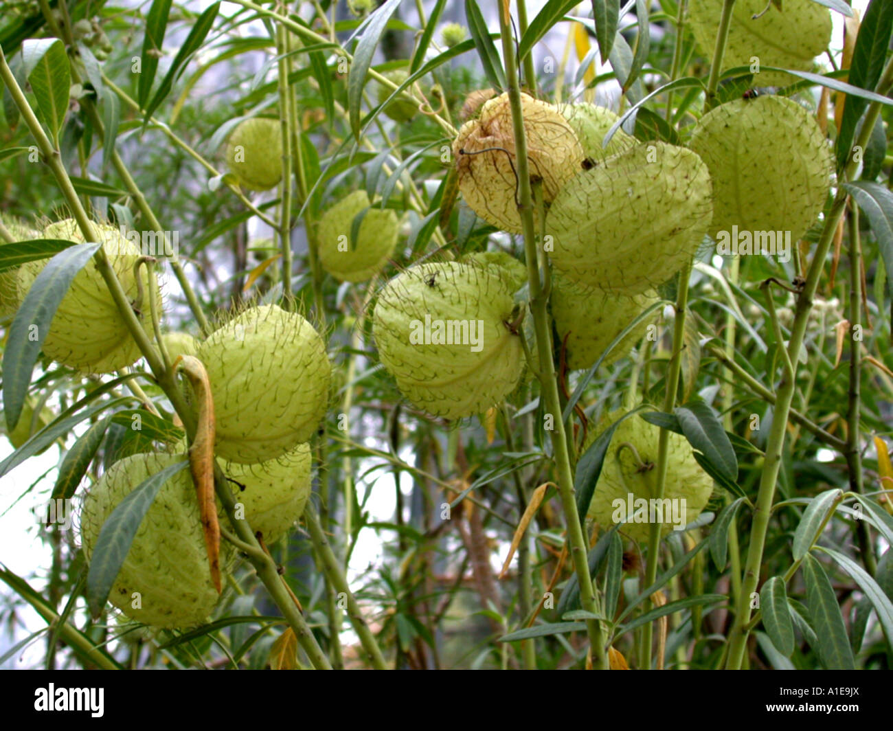 Swan Plant, Goose Plant, Milkweed (Gomphocarpus fruticosus, Asclepias ...