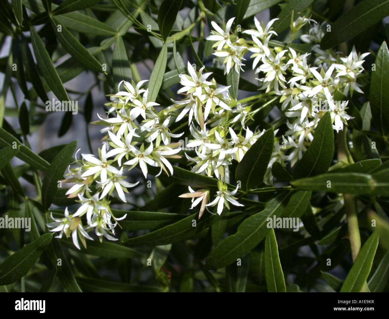 Tarwood, Teerhout, Tierhout, Wild Pepper Tree (Loxostylis alata ...