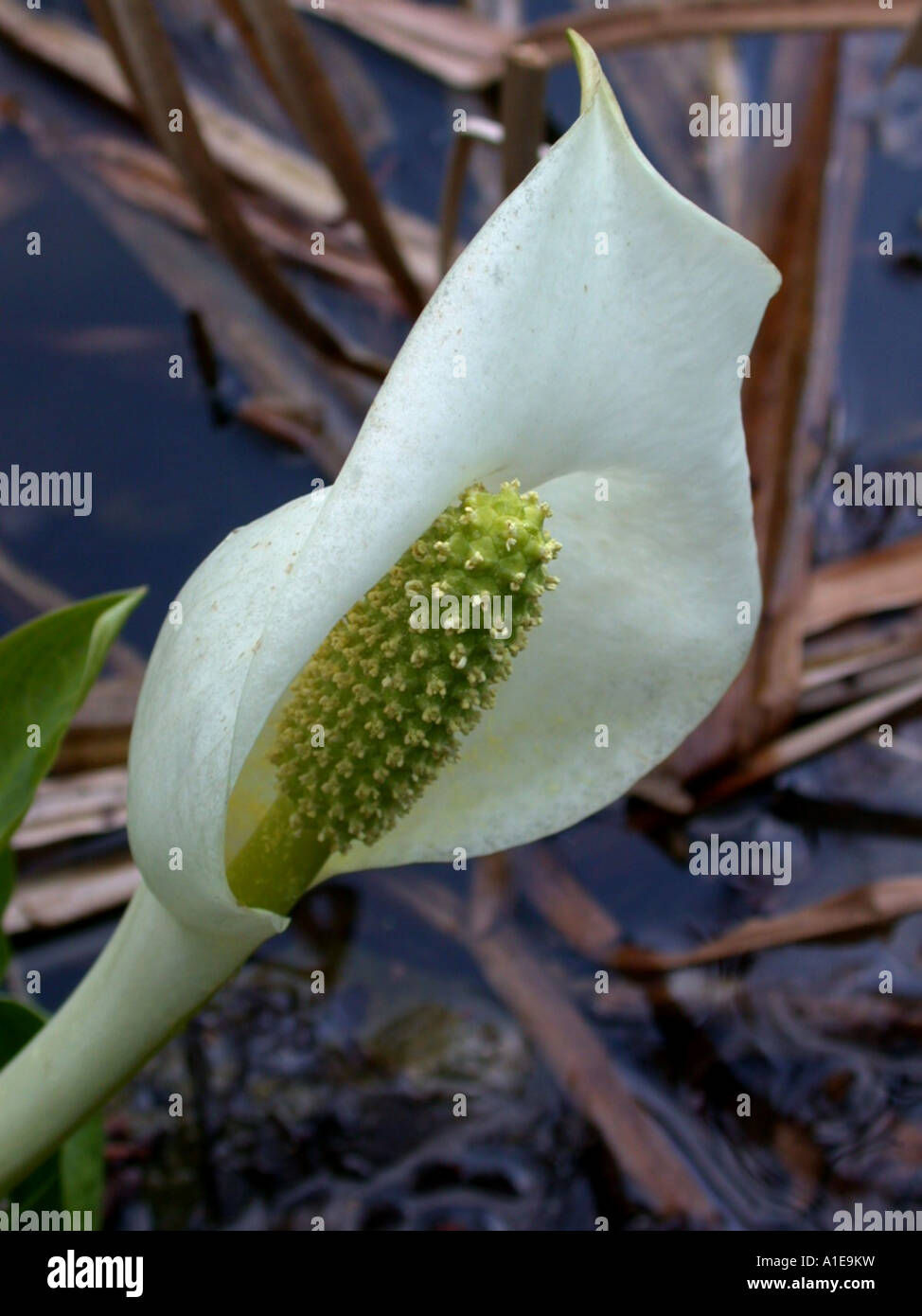 White cabbage, Huge White Spathe (Lysichiton camtschatcensis ...
