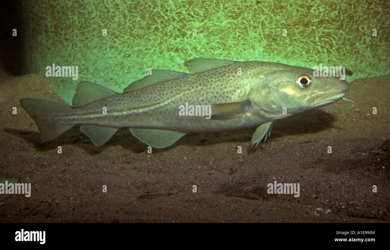 cod, Atlantic cod, codling (Gadus morhua Stock Photo - Alamy