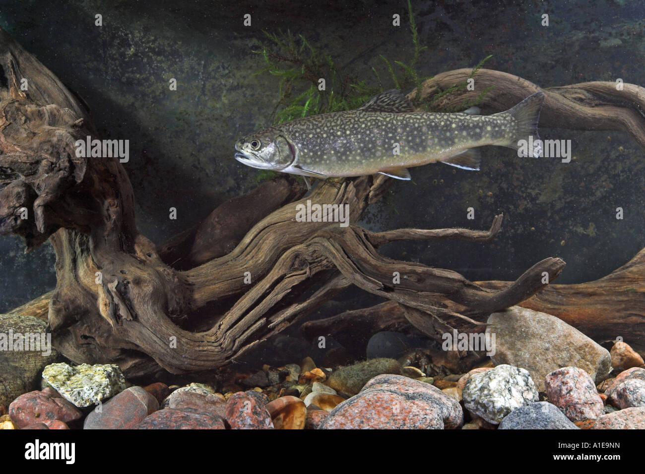 brook trout, brook char, brook charr (Salvelinus fontinalis Stock Photo ...