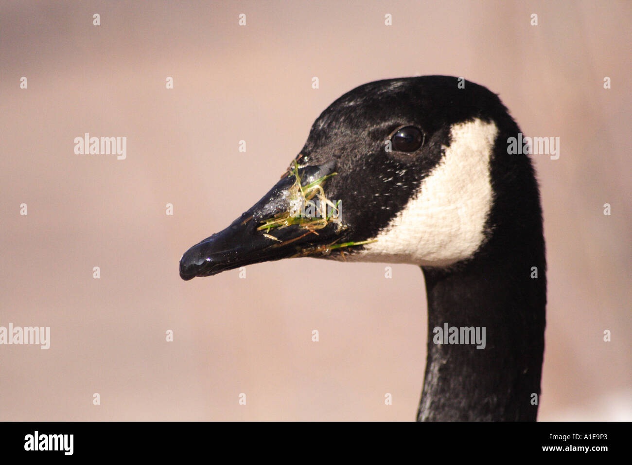 Goose head hi-res stock photography and images - Alamy