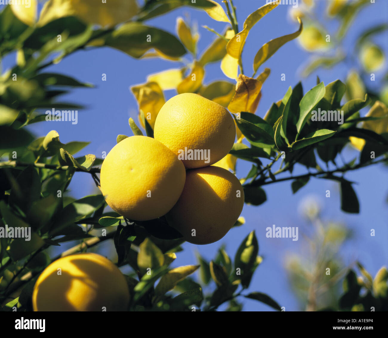 Grapefruit in orchard hi-res stock photography and images - Alamy