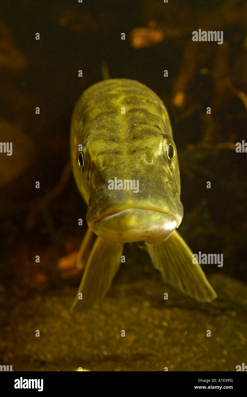 Pikes face hi-res stock photography and images - Alamy