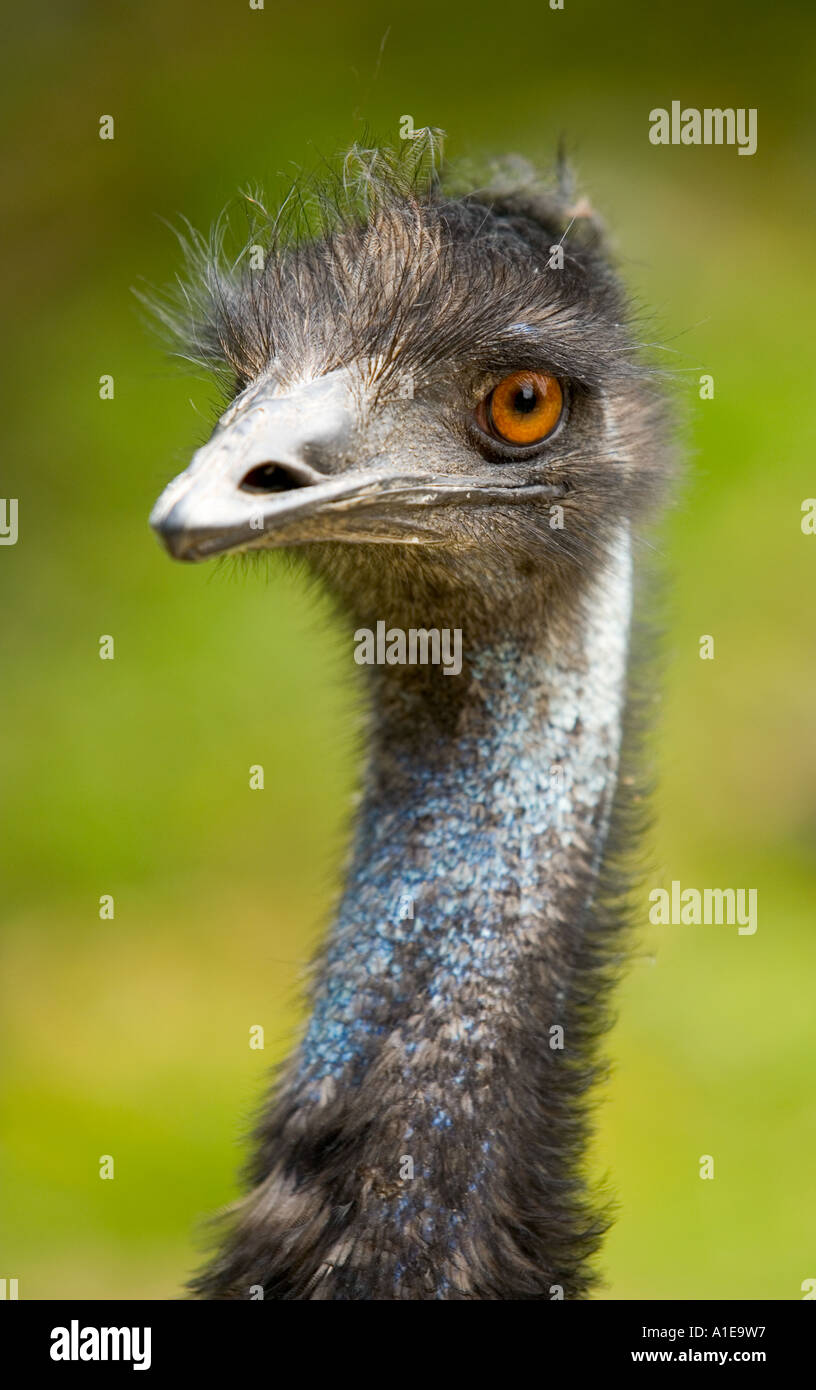 Emu look hi-res stock photography and images - Alamy