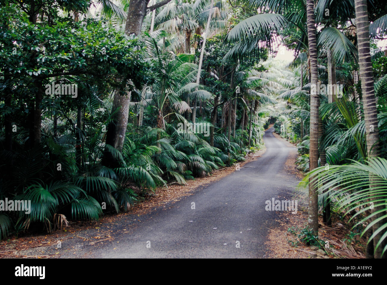 Lord howe island palms hi-res stock photography and images - Alamy