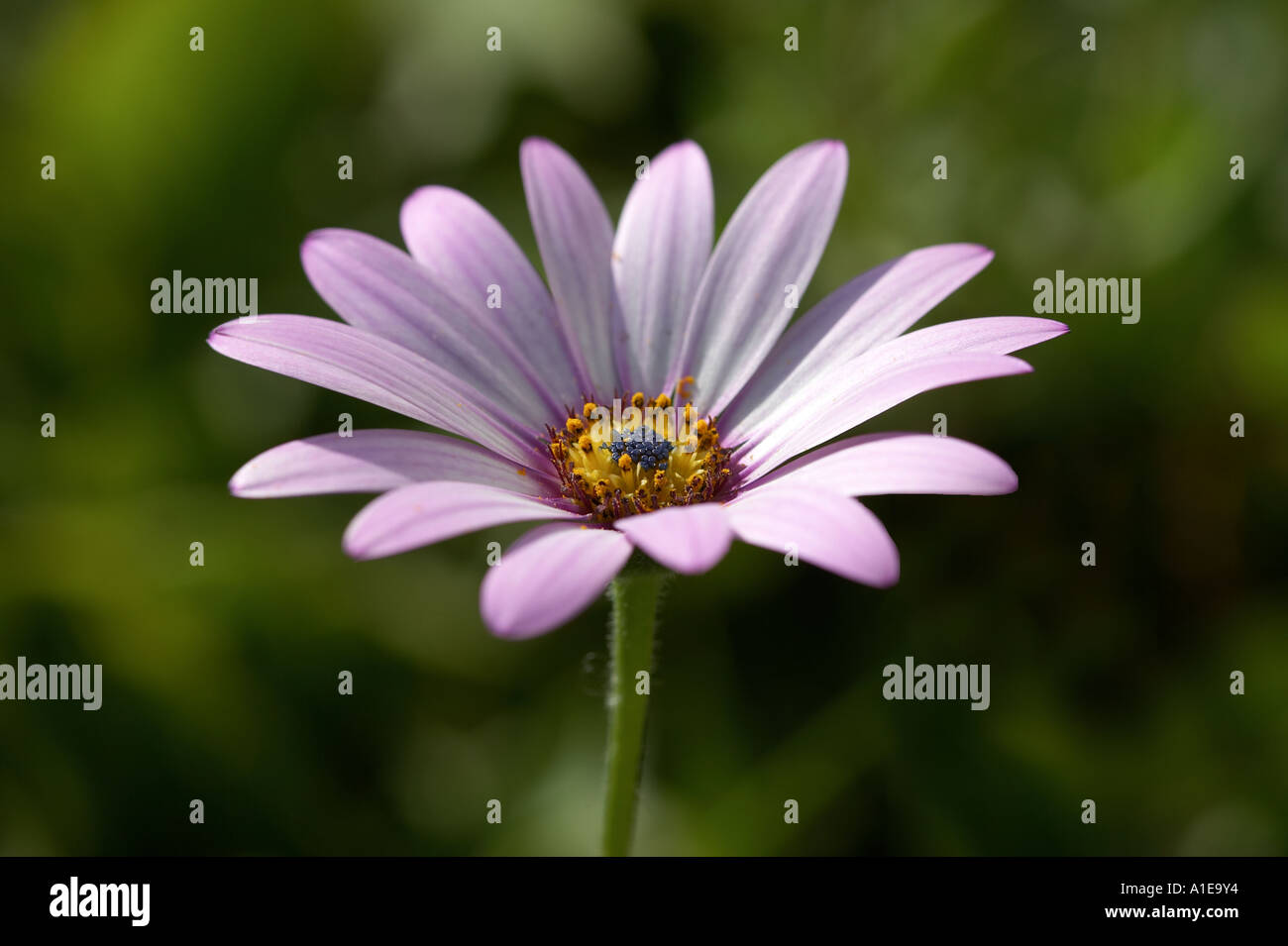 Giant daisy hi-res stock photography and images - Alamy