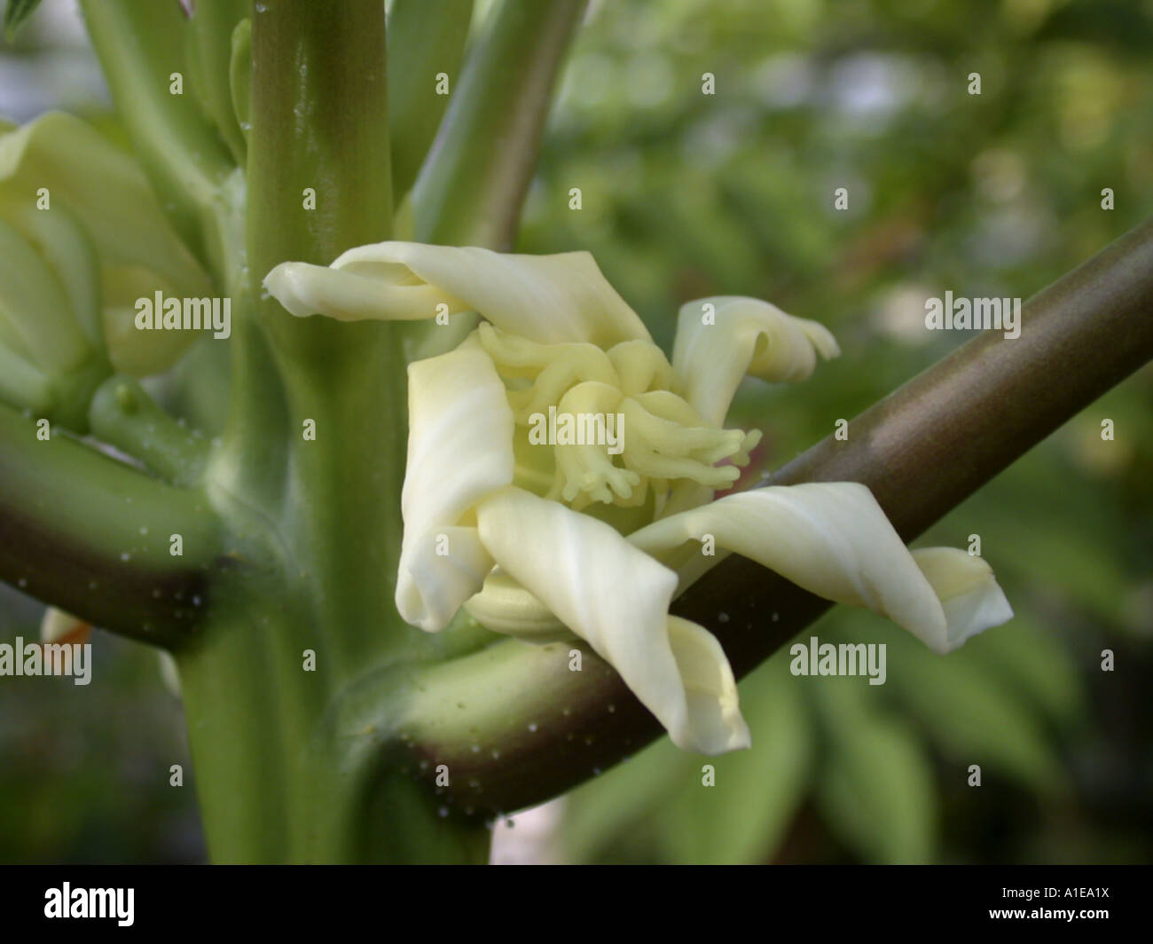 papaya, papaw, paw paw, mamao, tree melon (Carica papaya), female ...
