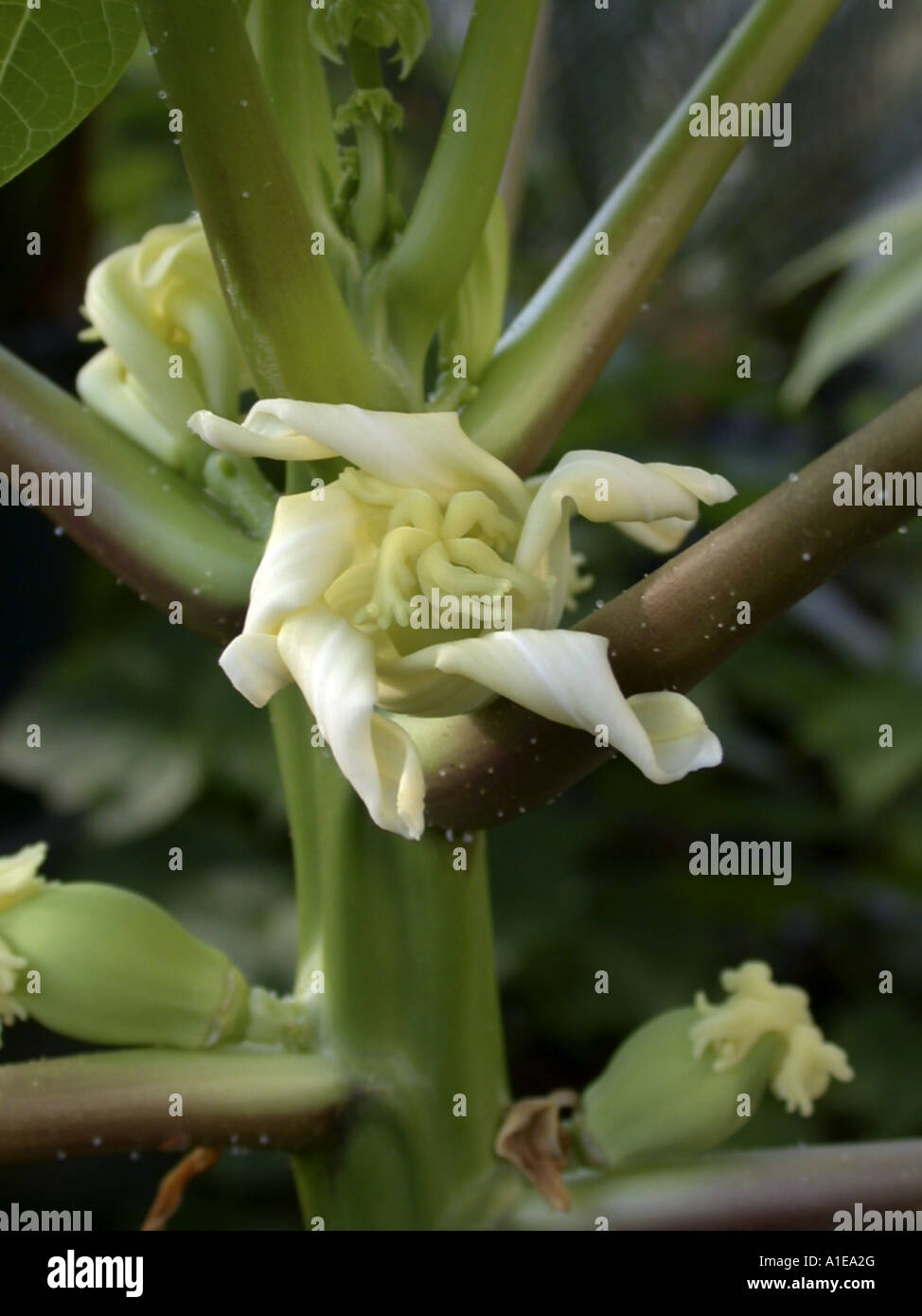 papaya, papaw, paw paw, mamao, tree melon (Carica papaya), female ...