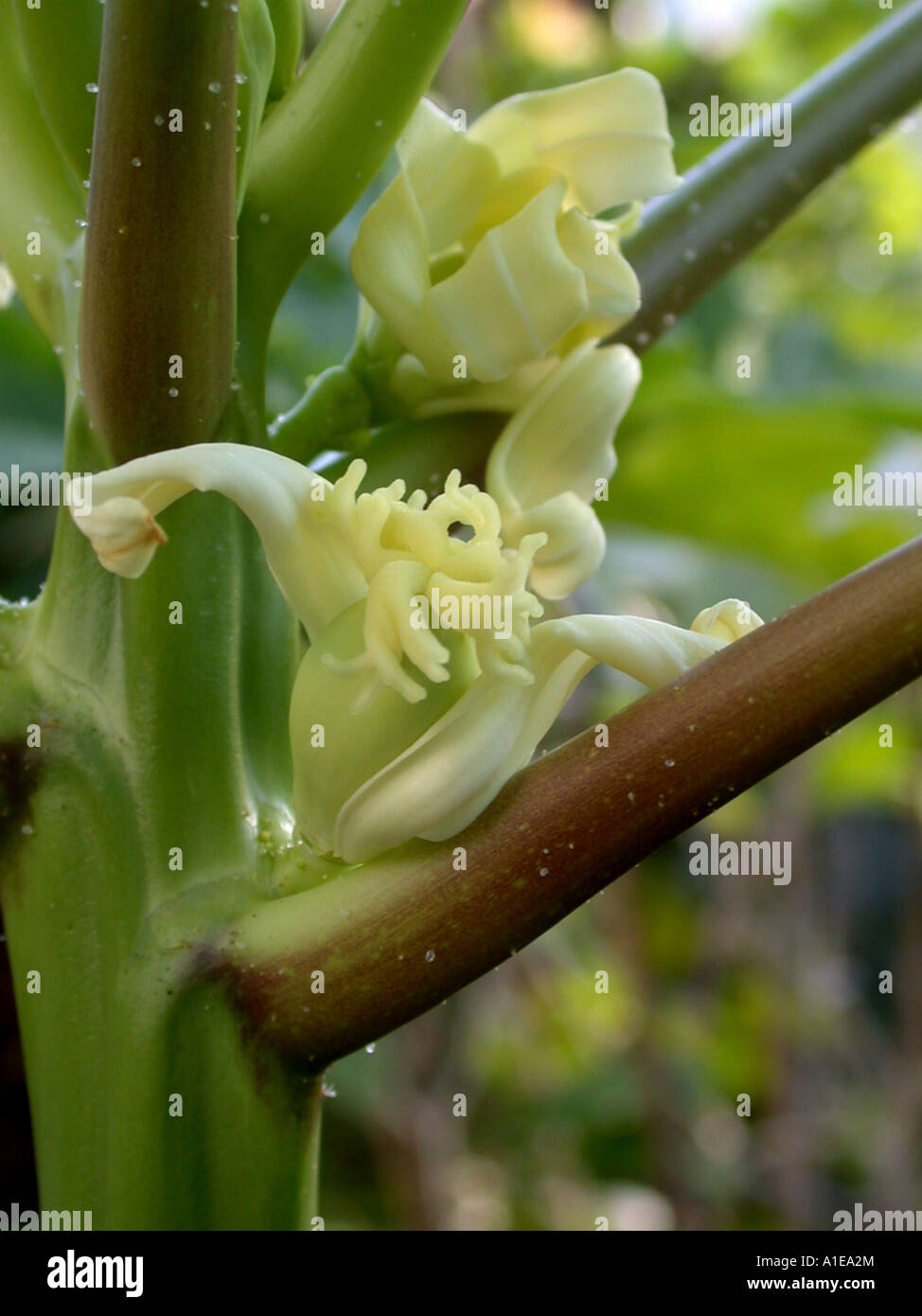 papaya, papaw, paw paw, mamao, tree melon (Carica papaya), female ...