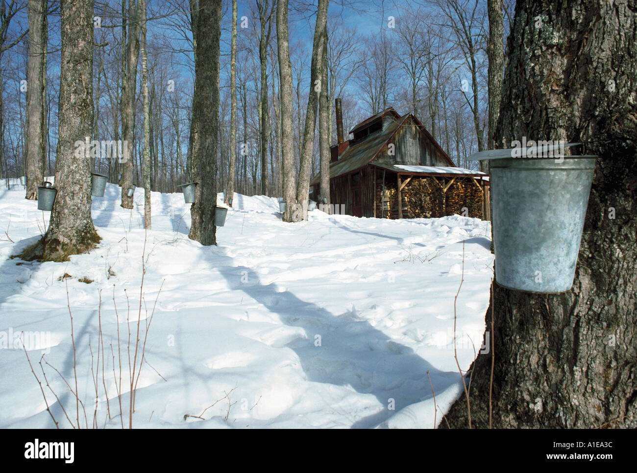 Sugar maple tree sap boiling hi-res stock photography and images - Alamy